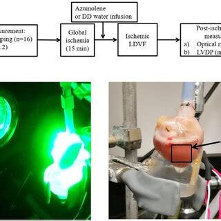 The Experimental Protocol And Setup A The Experimental Protocol B Download Scientific