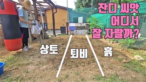 마당에 잔디 씨앗 뿌리는 법 잔디키우기잔디발아잔디씨마당잔디 Youtube