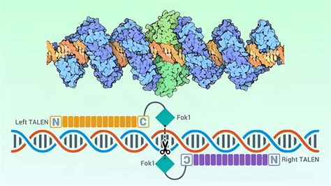 Transcription Activator Like Effector Nucleases Talens Explained