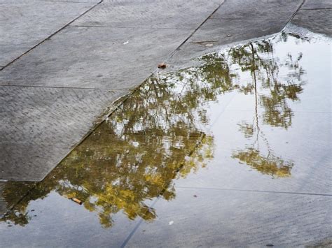 Premium Photo Reflection Of Tree In Puddle