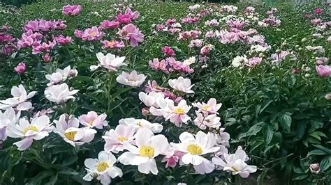 작약향기속으로★ Youtube