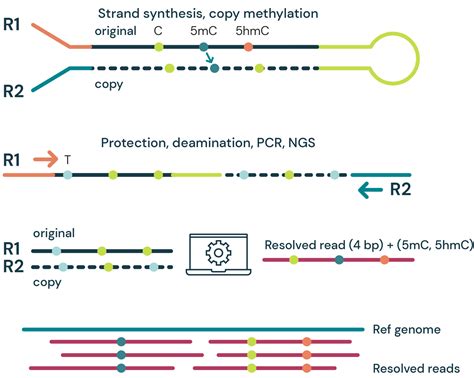 Refining Liquid Biopsy With The 6 Base Genome Generating More