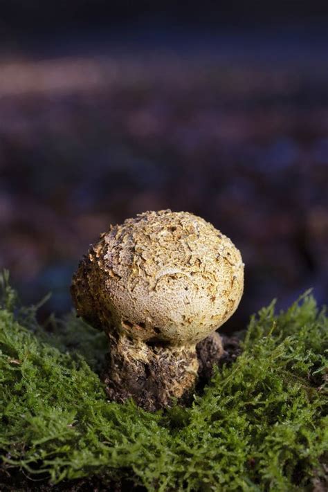Scleroderma Citrinum Has Two Synonyms Scleroderma Aurantium And