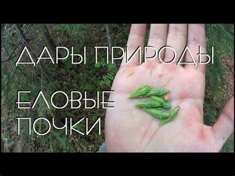 ДАРЫ ПРИРОДЫ / СБОР ЕЛОВЫХ ПОЧЕК - YouTube