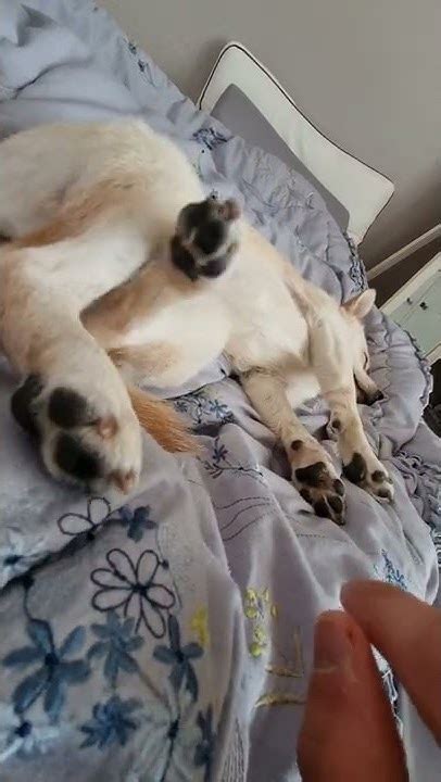 강아지 발 간지럼 Youtube