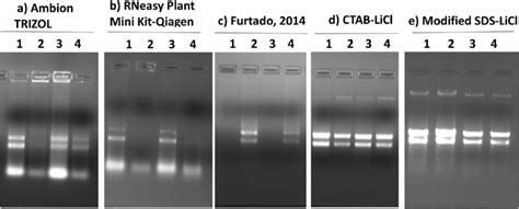 Activated Charcoal Mediated RNA Extraction Method For OFF