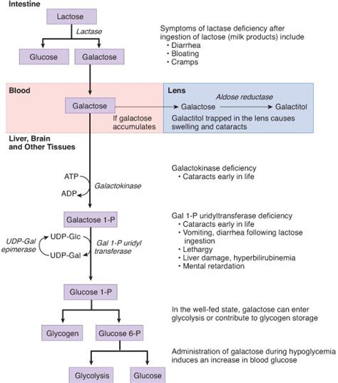 Galactose Metabolism Diagram How To Use Glycocycline For Blood Flow