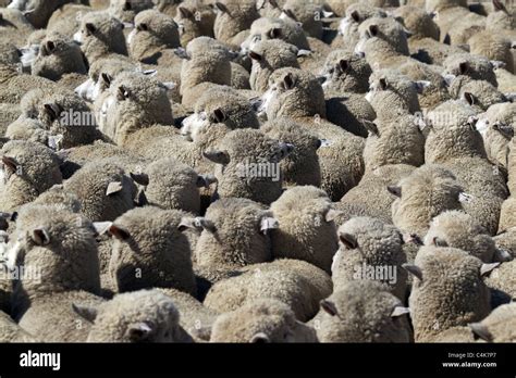 Sheep Are Herded During The New Zealand Farming And Horticulture Sheep