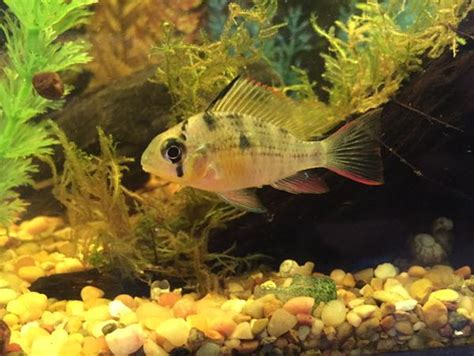 Help Sexing A Bolivian Ram AquariaCentral Com