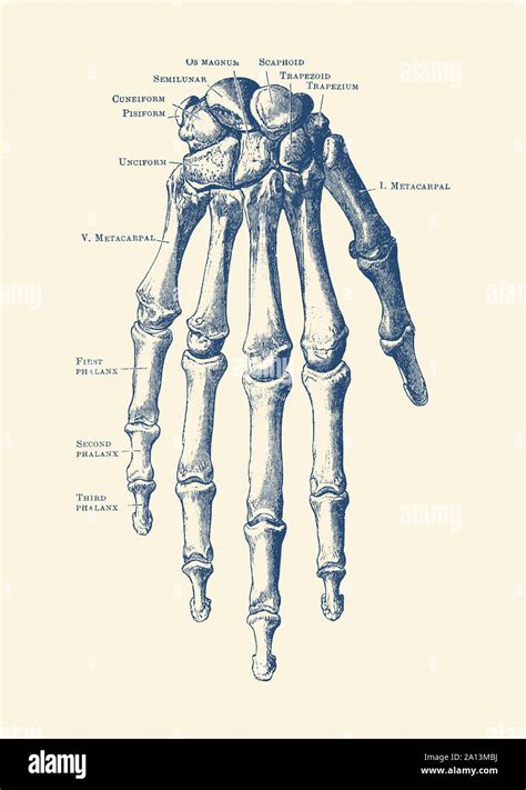 Vintage Anatomy Print Features The Hand Of A Human Skeleton With Bones