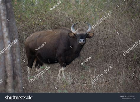 19 Imágenes De Baison Imágenes Fotos Y Vectores De Stock Shutterstock
