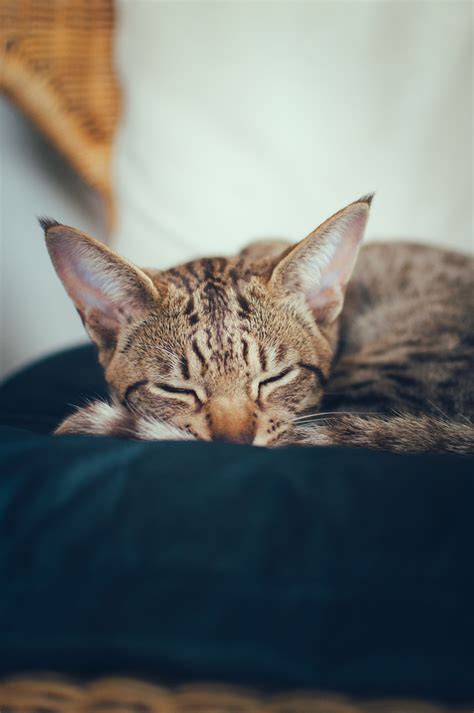 Cat Cats Photo 38381034 Fanpop