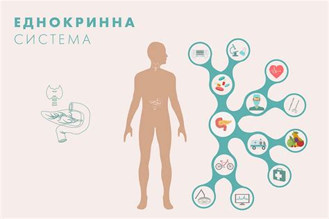 Ендокринна система биологичният език между клетките For Life