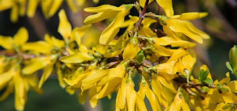 საქართველოს ეროვნული ბოტანიკური ბაღი