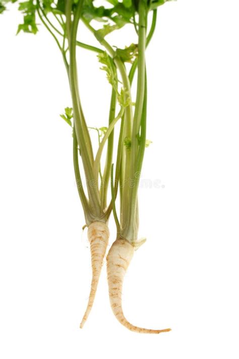 Parsnip Stock Photo Image Of Healthy Food Agriculture