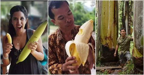 Musa Ingens Giant Banana Rare Banana Largest Plant In Vrogue Co