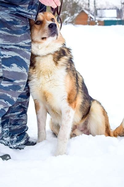 В поисках дома ласковый молодой пëс Возраст около 2 3 лет Кастрирован Добрый и покладистый