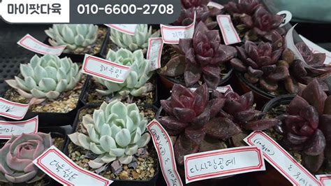 마이팟다육 02월 22일 2부 다시다시 시작합니다~~ Youtube