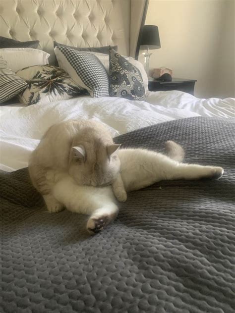 When You Re Licking Your Balls And You Fall Asleep