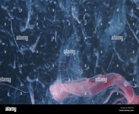 Diffusion Of Purple Dye In Water Hi Res Stock Photography And Images Alamy