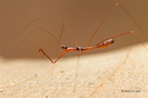 Melvyns Photography Reduviidae Assassin Bug