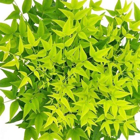 4 X Nandina Domestica Lemon Lime Hemelse Bamboe In C2 Pot