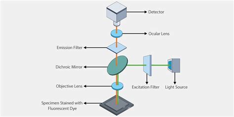 Fluorescence Microscopy Explained A Beginners Guide Keyence America