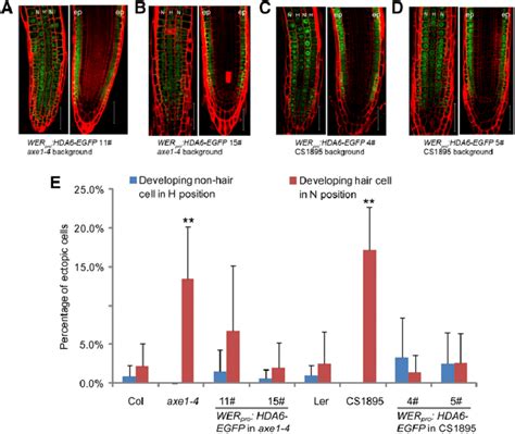 Epidermis Specific Expression Of Hda6 Can Restore The Altered Root