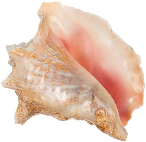 Conch Seashell Close Up