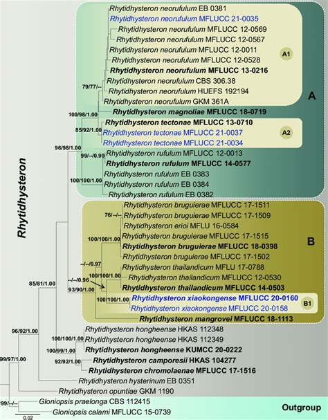 raxml tree based on a combined dataset of partial ssu lsu its and