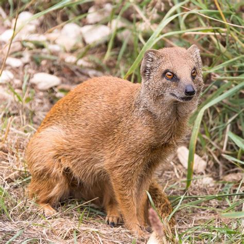Premium Photo Portrait Of Mongoose On Field