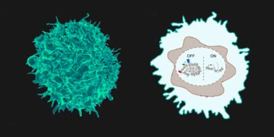 Delayed Action Gene Switch Controls When Stem Cells Become T Cells UW Bioengineering