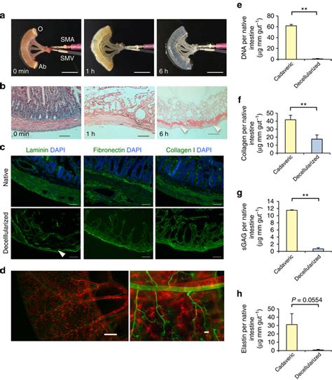 Perfusion Decellularization Of Rat Small Intestinal Segments A