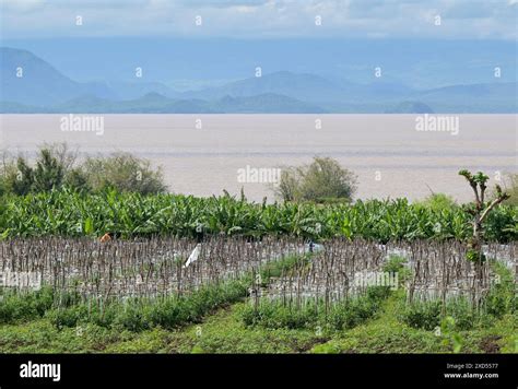 Ethiopia Region South Ethiopia Abaja Lake Banana And Vegetable