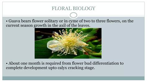 FRUIT BREEDING BY S SIMMY JAIN Pptx Agriculture Industries
