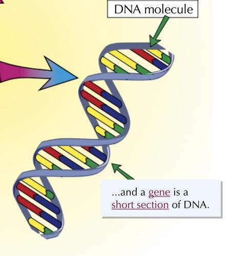 Reproduction And Inheritance Flashcards Quizlet