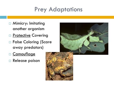 Ppt Predatorprey Relationships Powerpoint Presentation Free