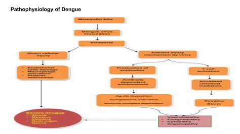 Ppt Dengue Management And Guidelines In India Ppt