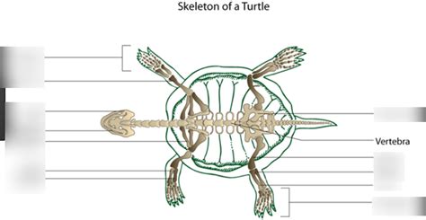 Diagram Of Turtle Skeleton Quizlet