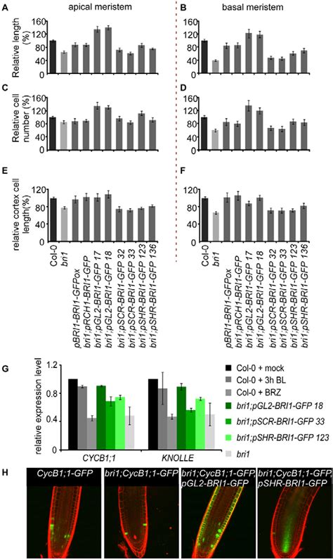Figure 5 From Development And Stem Cells Research Article Semantic Scholar