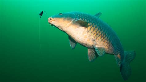 How Long Should You Leave Zig Rigs Out For Angling Times