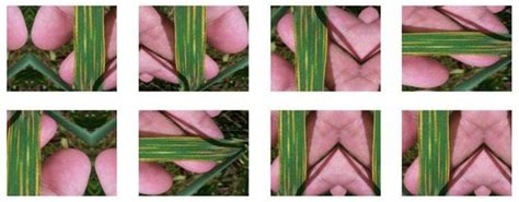 Crop Disease Detection Using Machine Learning And Computer Vision KDnuggets