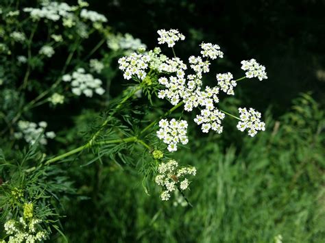 Parsnip Chervil Seeds Free Shipping Fresh And Organic Turnip Rooted Chervil Chaerophyllum Parsnip Chervil Seeds Free Shipping Fresh And Organic Turnip Rooted Chervil Chaerophyllum