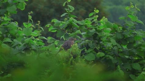 The Symbiotic Relationship Between Birds And Plants Stock Footage Video Of Wings Plants