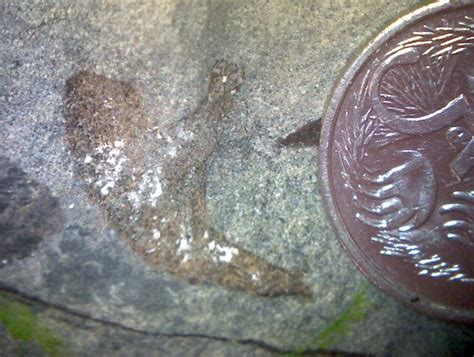Dinosaur Dreaming Fossil Photos Using The Microscope