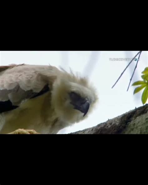 Record Voice Over Projects By Gustavocaral Fiverr