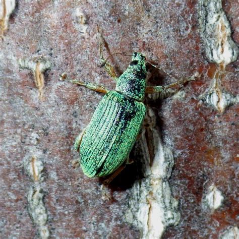 Polydrusus Weevil