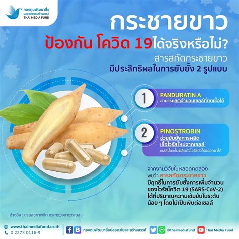 กองทุนพัฒนาสื่อปลอดภัยและสร้างสรรค์ เช็คให้ชัวร์ กระชายขาวป้องกันโควิด 19 ได้หรือไม่