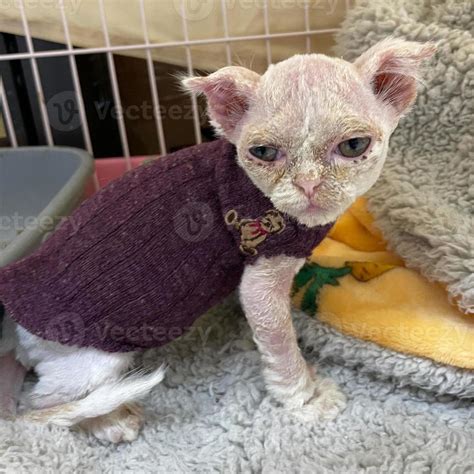 Bacterial Skin Infection Pyoderma Or Lichen On The Skin Of A Red Cat