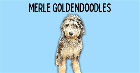 Merle Goldendoodle The Unique Pattern Explained